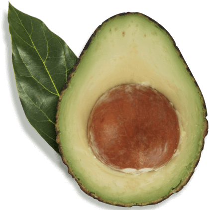 Palta